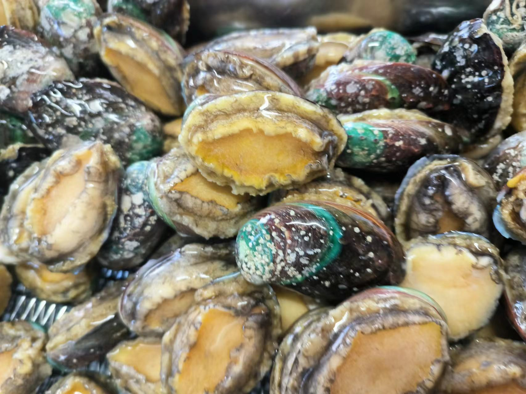 Frozen Abalone
