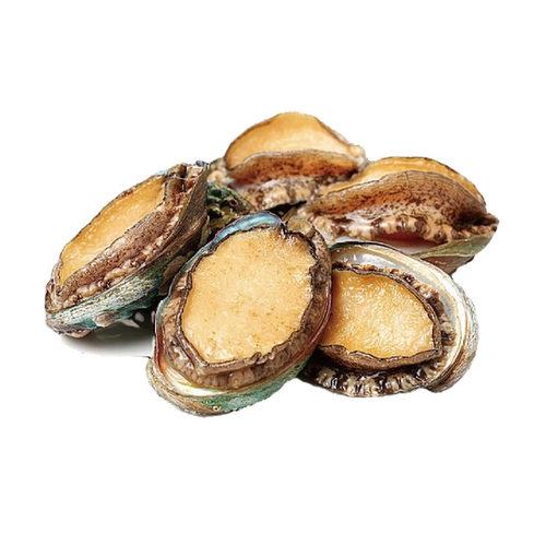 Frozen Abalone Whole Round | 壹线渔EasySeafood