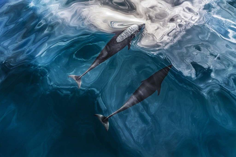 “Natural Encounters” Photography Exhibition Featuring Cristina ...