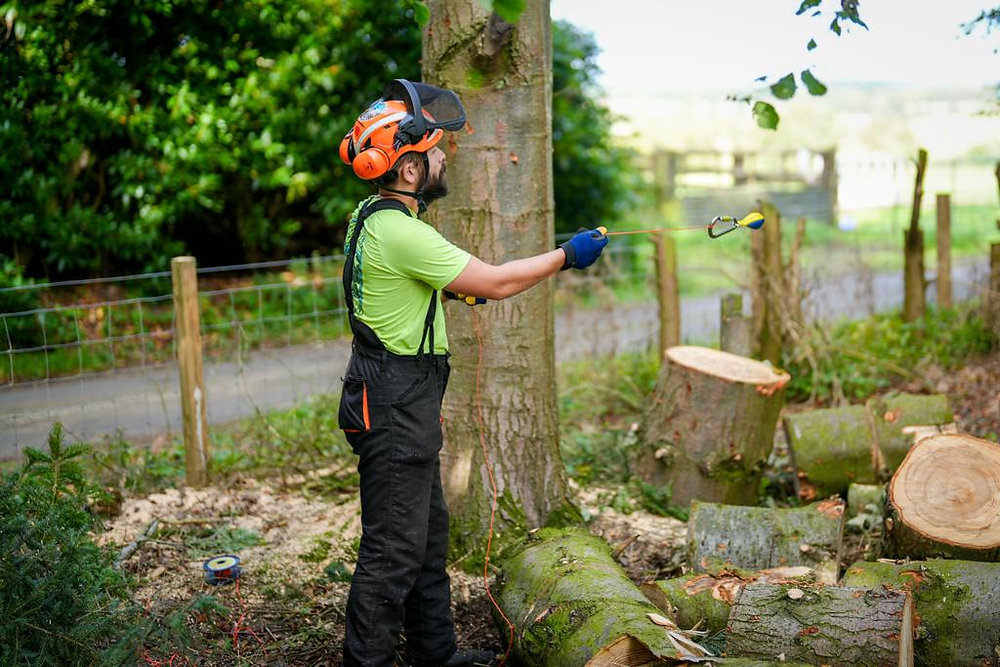 Choosing a Tree surgeon and Arborist