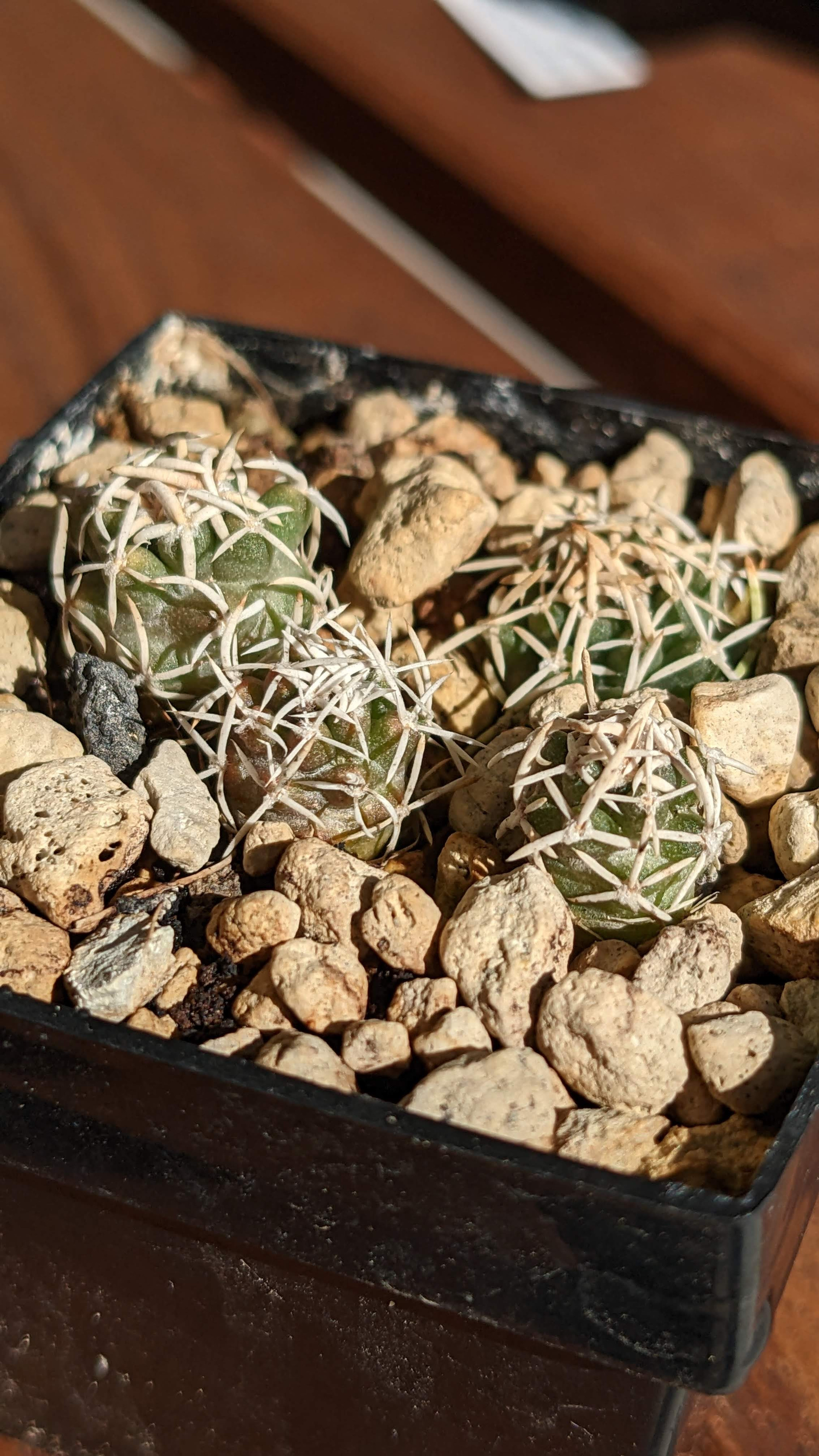 Pediocactus | Swiss Cold Hardy Cactus