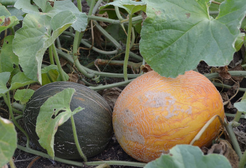 Melon - Old Israeli (Southern Acclimated) | Brim Seed Co.