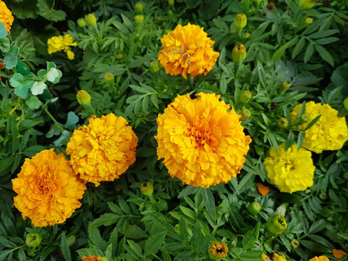 Flower - Marigold, Cracker Jack | Brim Seed Co.