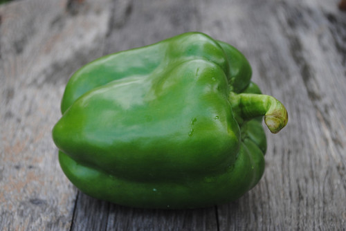 Pepper- Keystone Resistant, Green to Red Bell | Brim Seed Co.