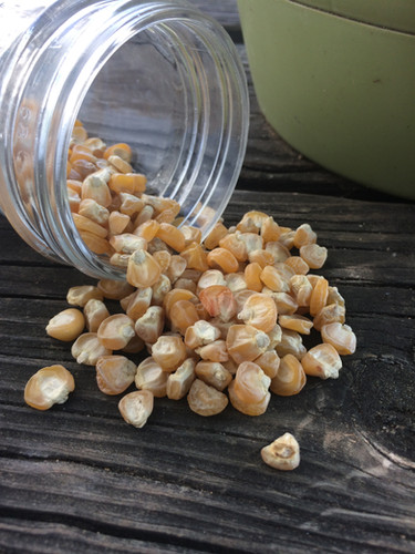 Corn - Golden Bantam 8 Row | Brim Seed Co.