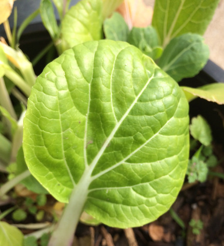 Cabbage-Pak Choi "White Stem" | Brim Seed Co.