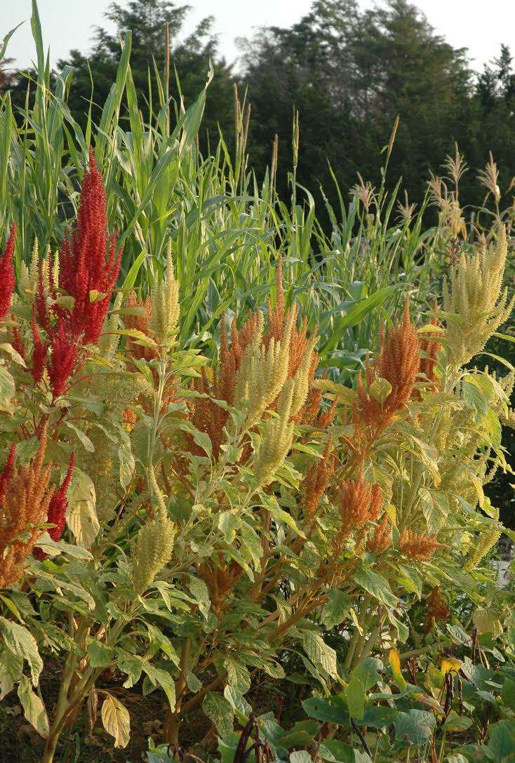 Amaranth-Popping | Brim Seed Co.