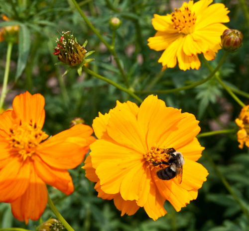Flower - Cosmos-Bright Lights Mix | Brim Seed Co.