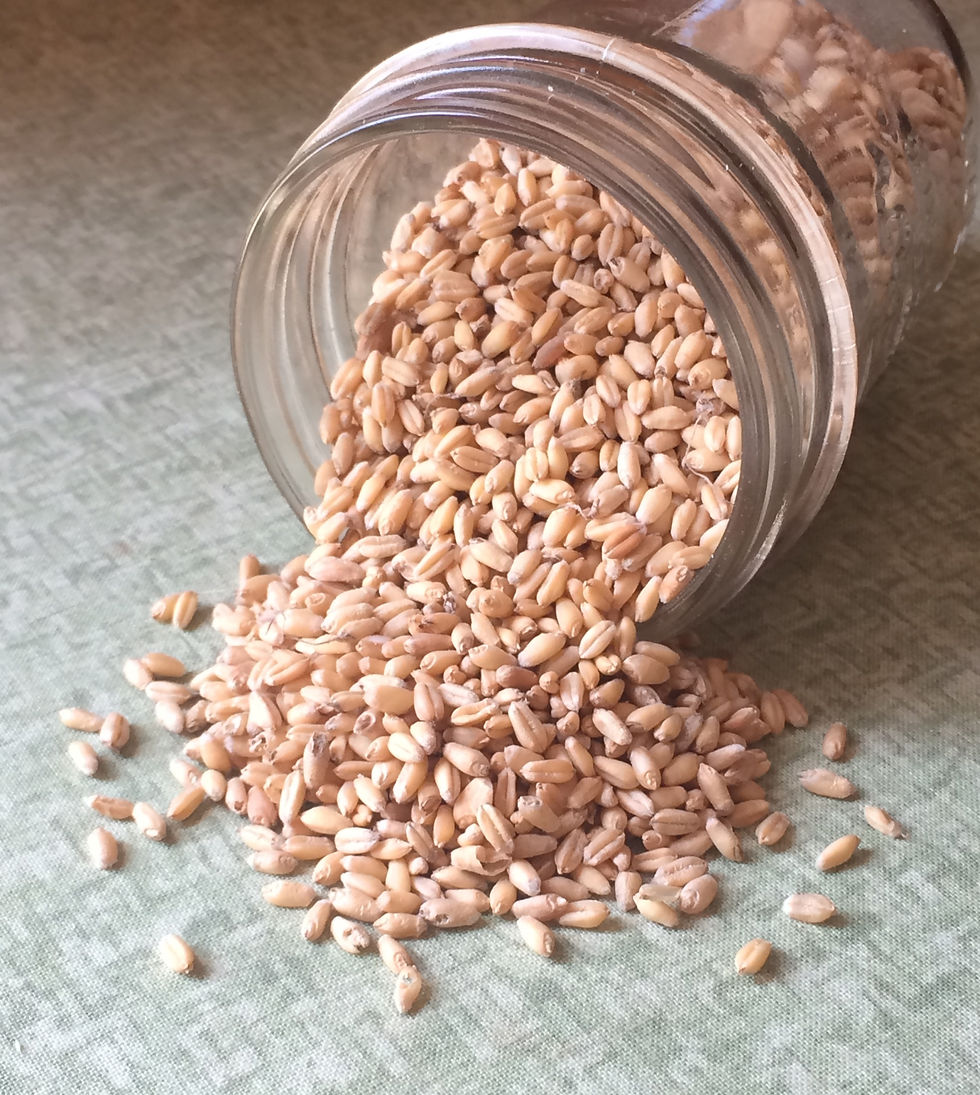 Wheat-Sonora White (Southern Acclimated) | Brim Seed Co.