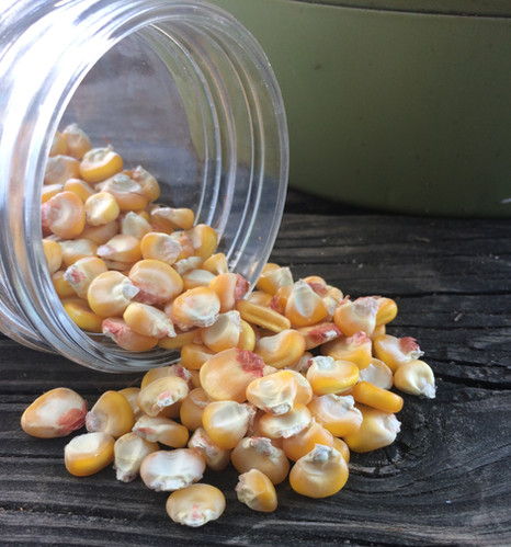 Corn - Hickory King (Southern Acclimated) | Brim Seed Co.