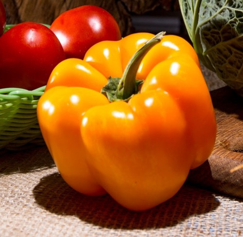 Pepper - California Wonder Golden | Brim Seed Co.