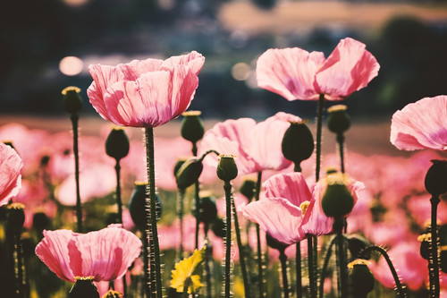 Flower - Poppy, Pink Corn (Southern Acclimated) | Brim Seed Co.
