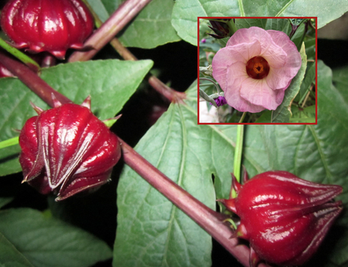 Herb - Hibiscus (Southern Acclimated) | Brim Seed Co.