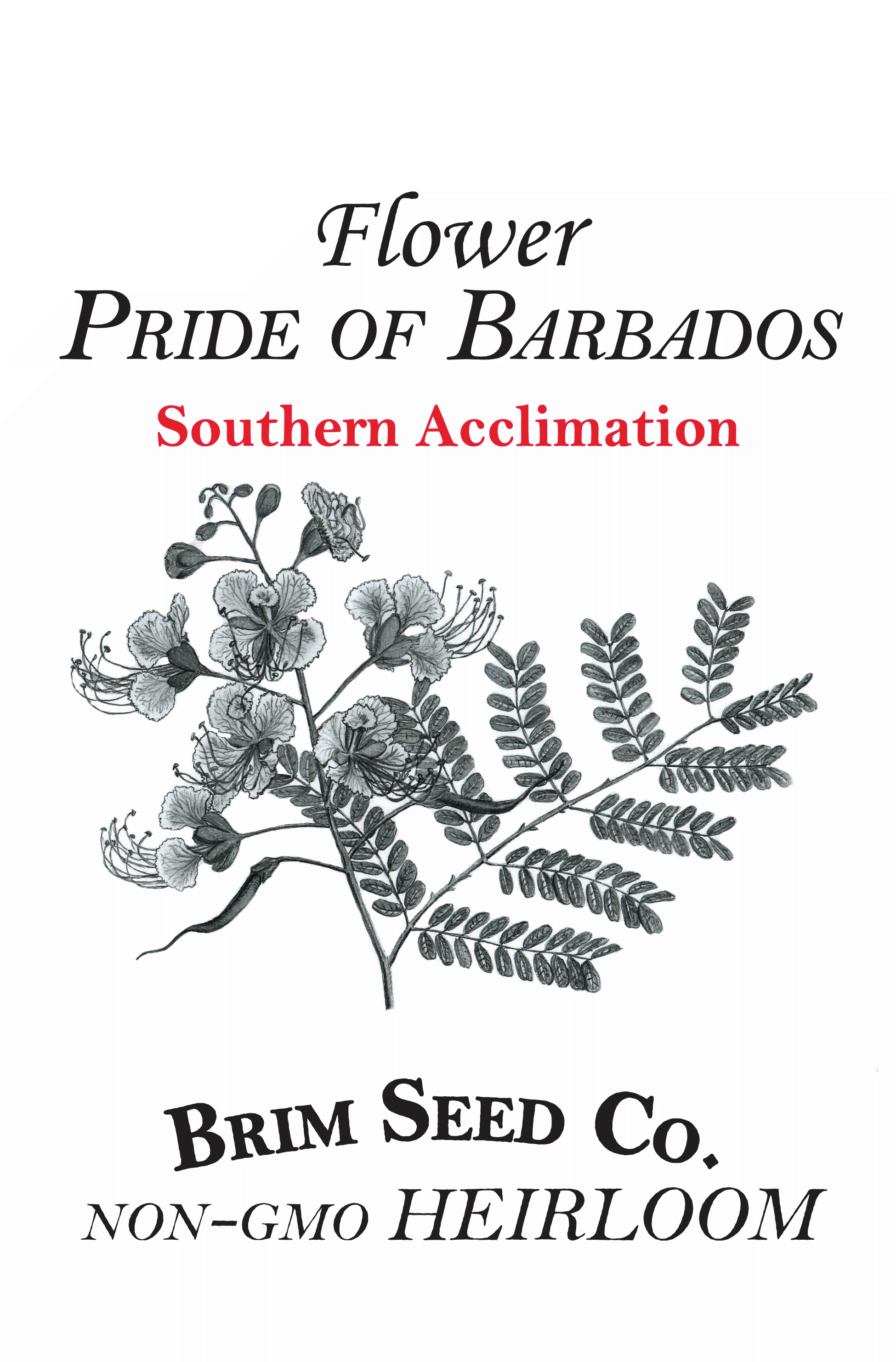 Flower - Pride of Barbados (Southern Acclimated) | Brim Seed Co.