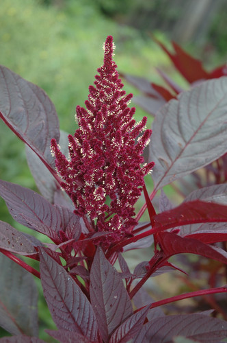Amaranth - Red (Southern Acclimated) | Brim Seed Co.