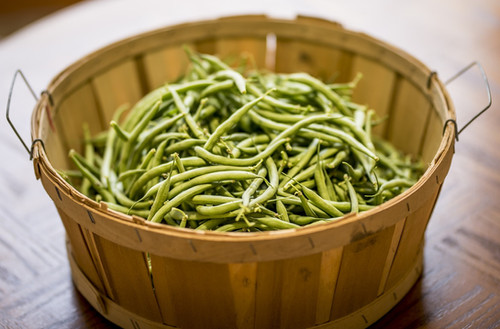 Bean - Kentucky Wonder Bush 125 | Brim Seed Co.