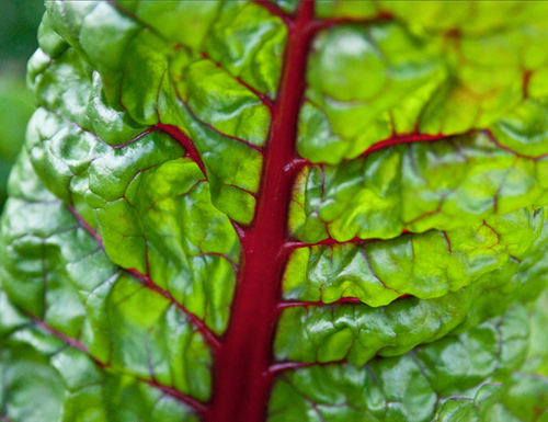 Swiss Chard - Ruby Red | Brim Seed Co.