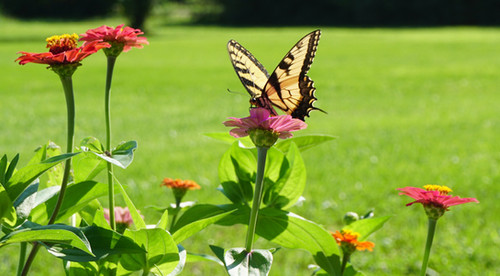 Wildflower - Butterfly & Hummingbird Mix | Brim Seed Co.