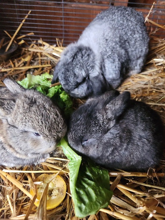 Home | E&L's rabbitry