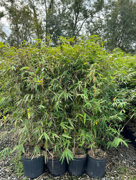 BAMBOO | Armadillo Acres™ | A Thomas Becnel Farms Brand