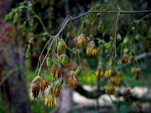 Meadow Rue - Thalictrum fendleri | Moosa Creek Nursery