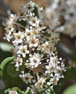 Buck Brush - Ceanothus cuneatus | Moosa Creek Nursery