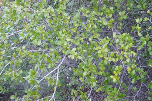 Interior Live oak - Quercus wislizenii | Moosa Creek Nursery