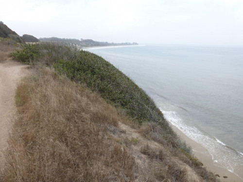 Lemonade Berry - Rhus integrifolia | New Moosa