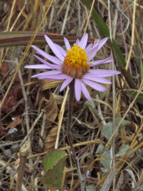 California Sandaster - Corethrogyne filaginifolia var. filaginifolia ...