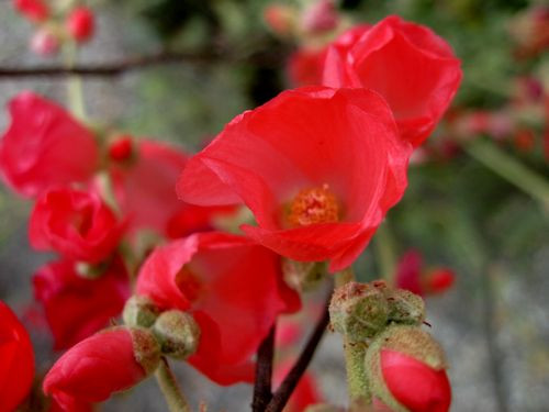 Desert Mallow - Sphaeralcea ambigua | Moosa Creek Nursery