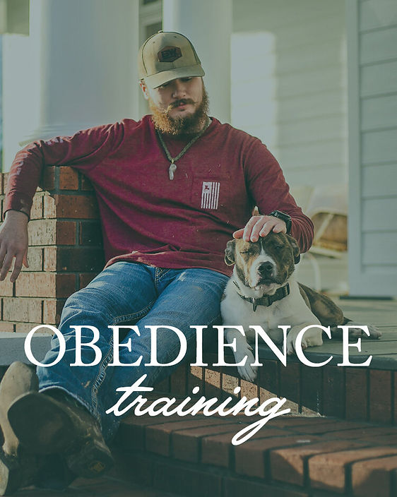 Obedience Training | Curlystopdog