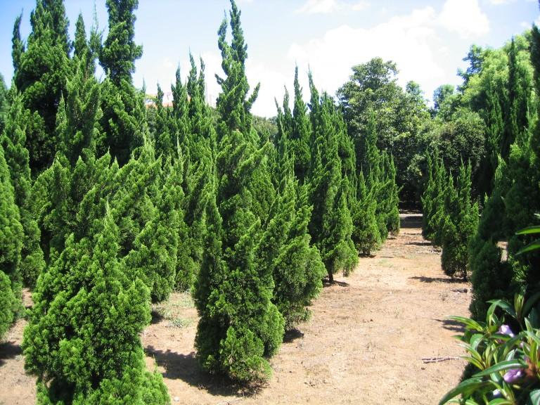 Planta Kaizuka – juniperus chinensis torulosa | Botânica