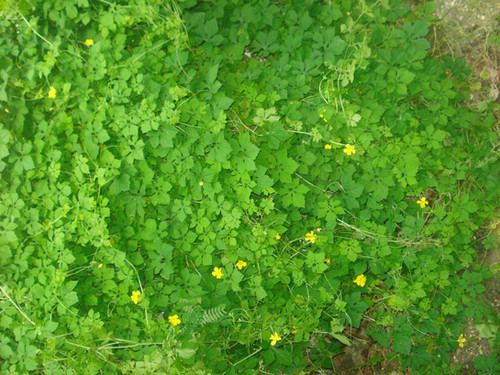 SpiceGrenada Mrs. Bitters Dried Cerasee, Carillee Leaves. Made in ...