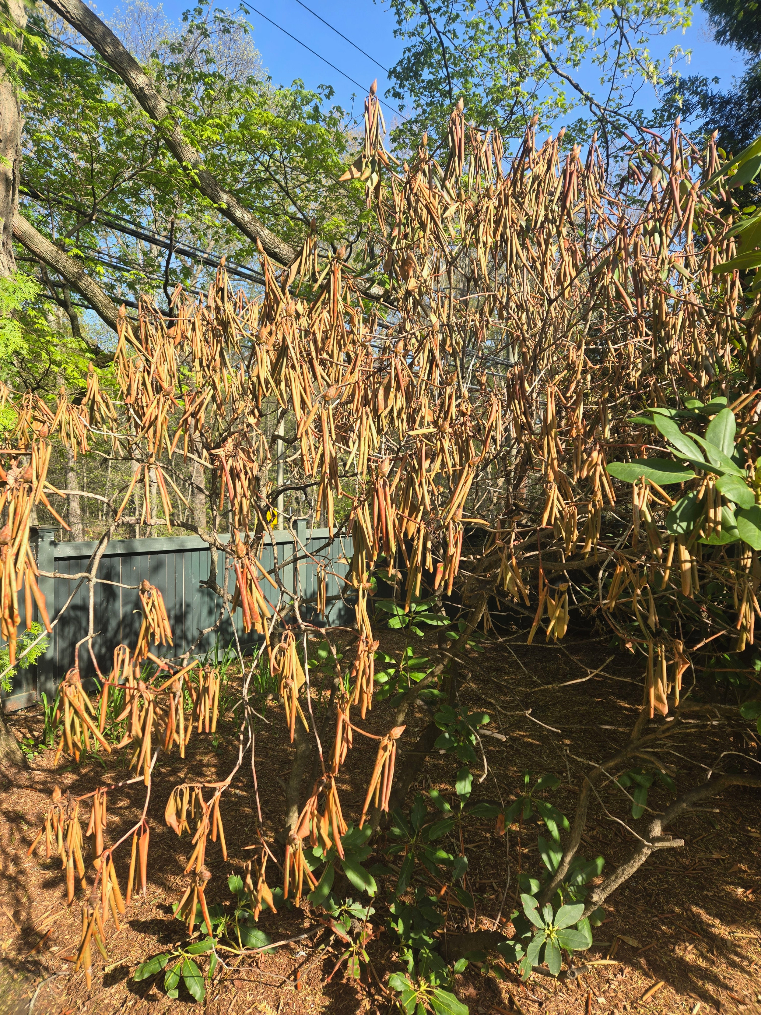 Winter Burn in Evergreen Plants: Understanding the Impact of ...