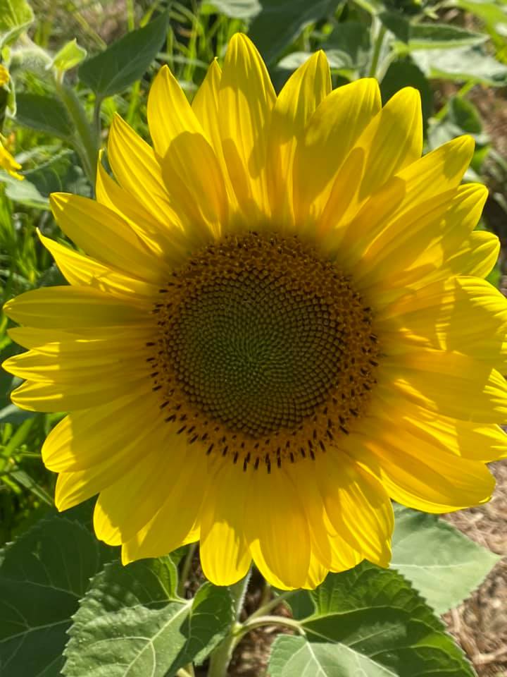 SUNFLOWER FIELDS | Wilds Sonshine