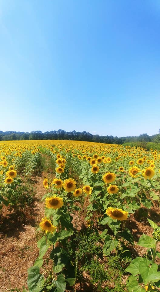 SUNFLOWER FIELDS | Wilds Sonshine