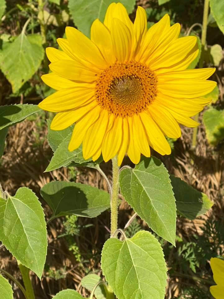 SUNFLOWER FIELDS | Wilds Sonshine