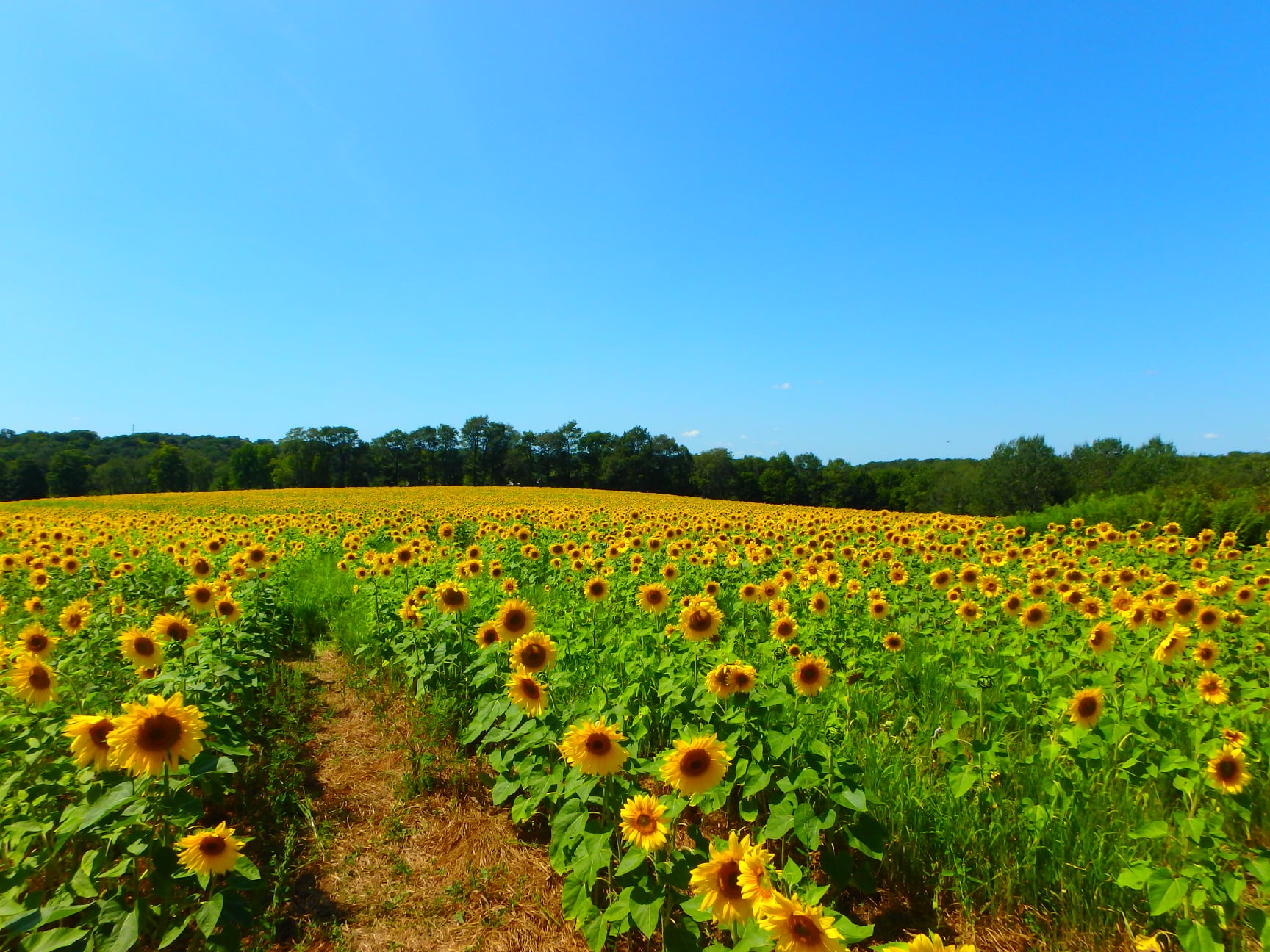 SUNFLOWER FIELDS | Wilds Sonshine