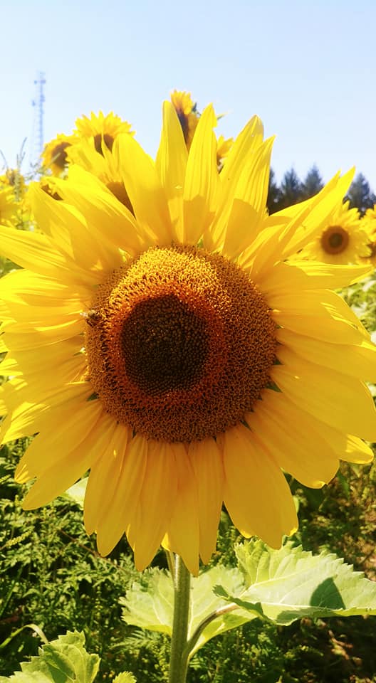 SUNFLOWER FIELDS | Wilds Sonshine