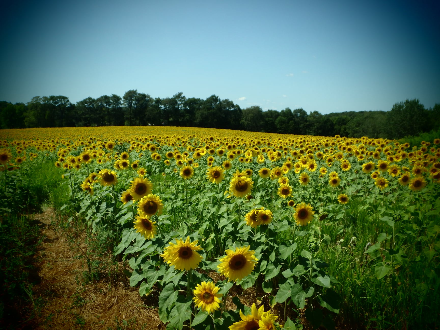 SUNFLOWER FIELDS | Wilds Sonshine