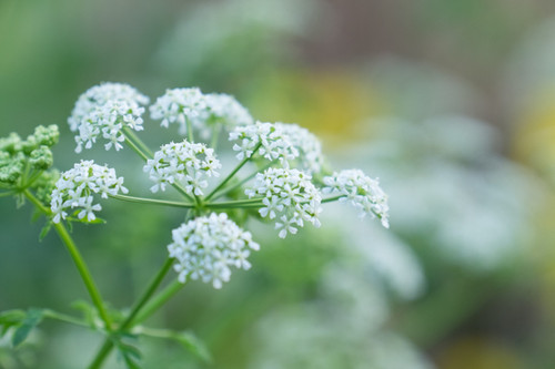 Ajowan Carum copticum | My Site