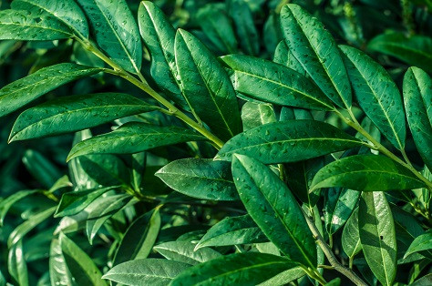 Laurel Leaf (Laurus nobilis) | My Site