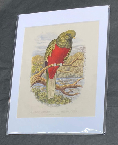 "Beautiful Trogon" Antique Original Print | Stepping Stones