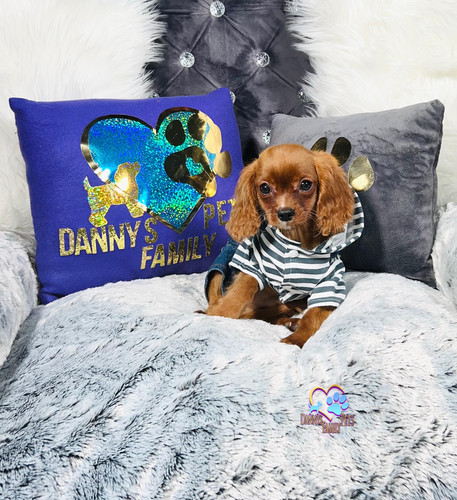 Dex-Male |Cavapoo | Dannysfamilypets