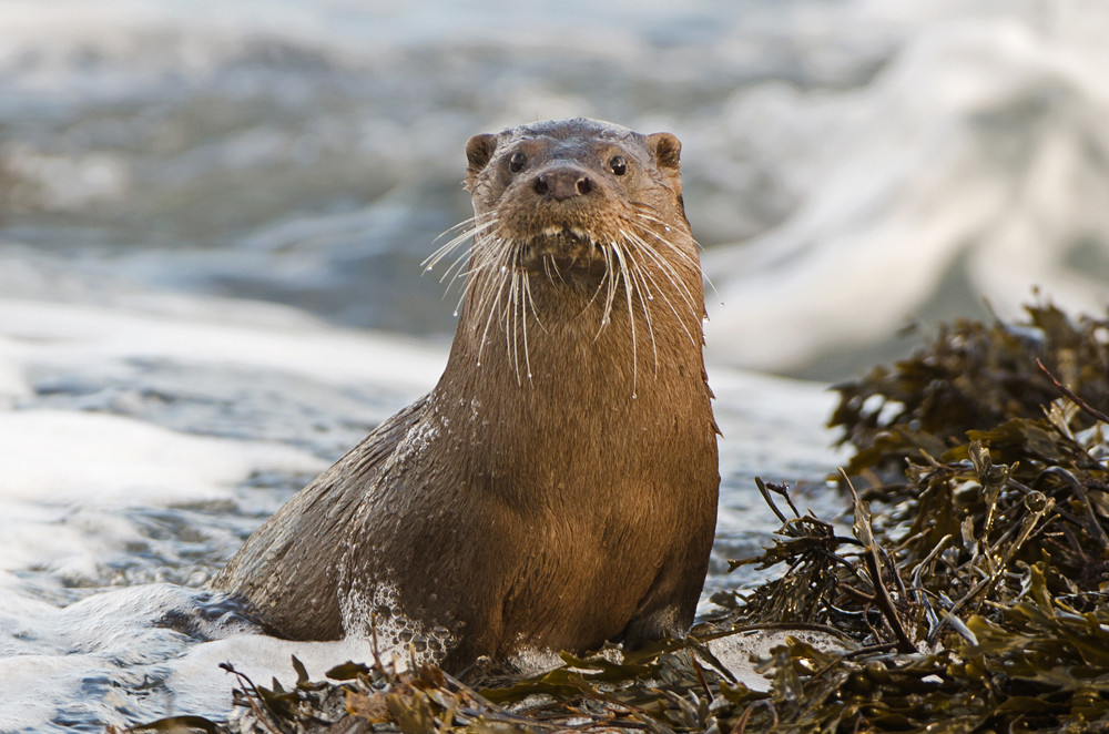 Thrumster Estate | Wildlife