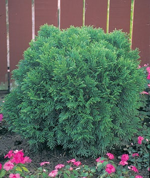 Little Giant Globe Cedar-2 Gallon | ccsniagara