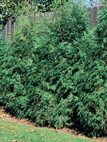 Black Pyramidal Cedar - 2 gallon | ccsniagara