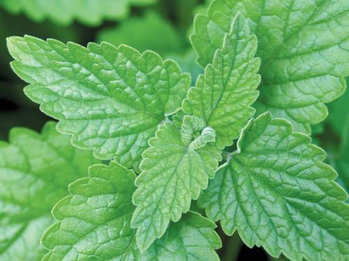 CATNIP | Michigan Heirlooms