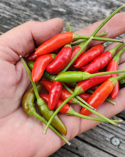 LITTLE DEVIL | Michigan Heirlooms