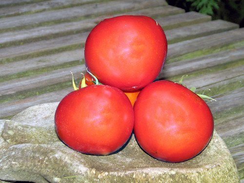 Michigan Heirlooms | TOMATO GALLERY